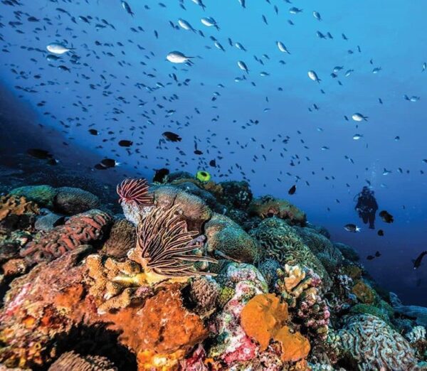Tips Diving di Pulau Derawan untuk Pemula | BE BORNEO TOUR